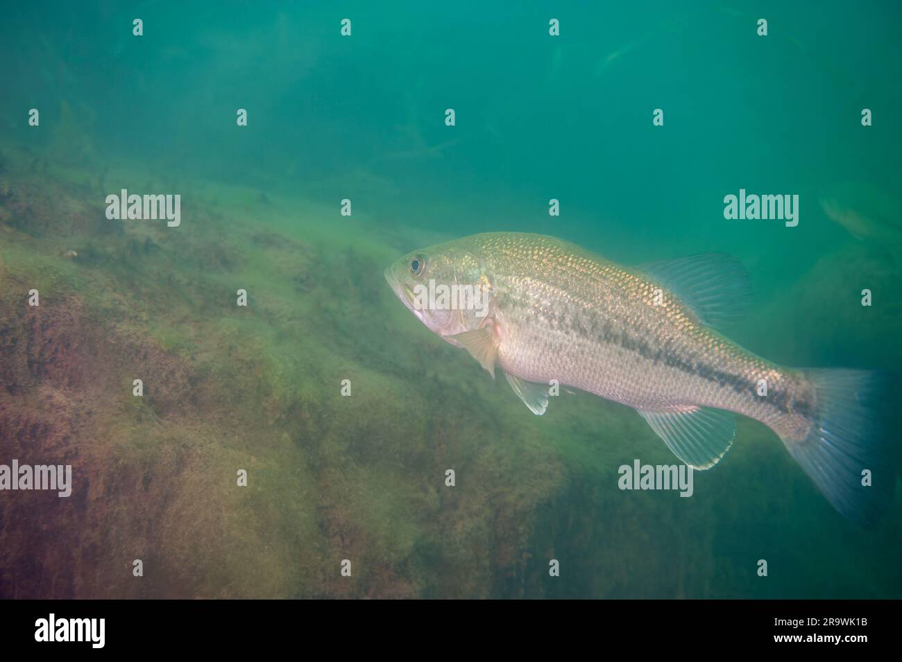 Largemouth bass swimming in a Michigan inland lake. with boulders in ...