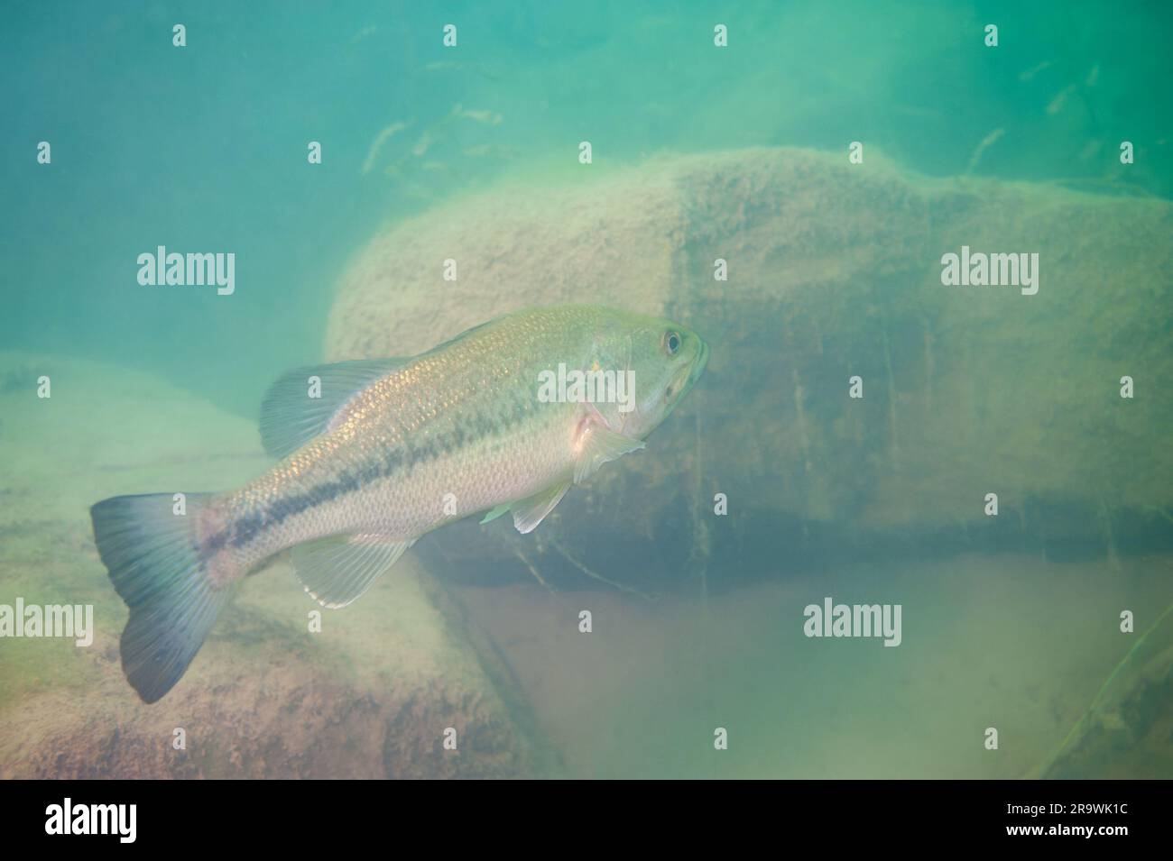Largemouth bass swimming in a Michigan inland lake. with boulders in ...
