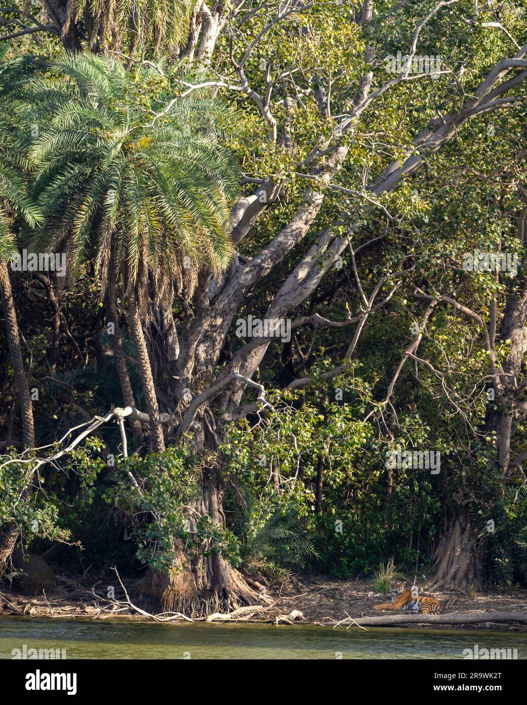Banyan tree ranthambore national park hi-res stock photography and ...