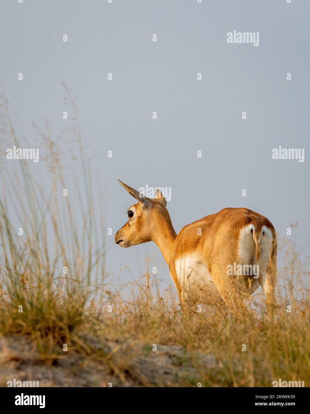 wild female blackbuck or antilope cervicapra or indian antelope back ...