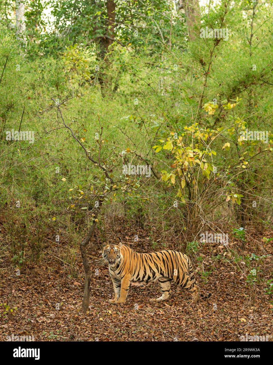 wild bengal female tiger or panthera tigris with eye contact in natural ...