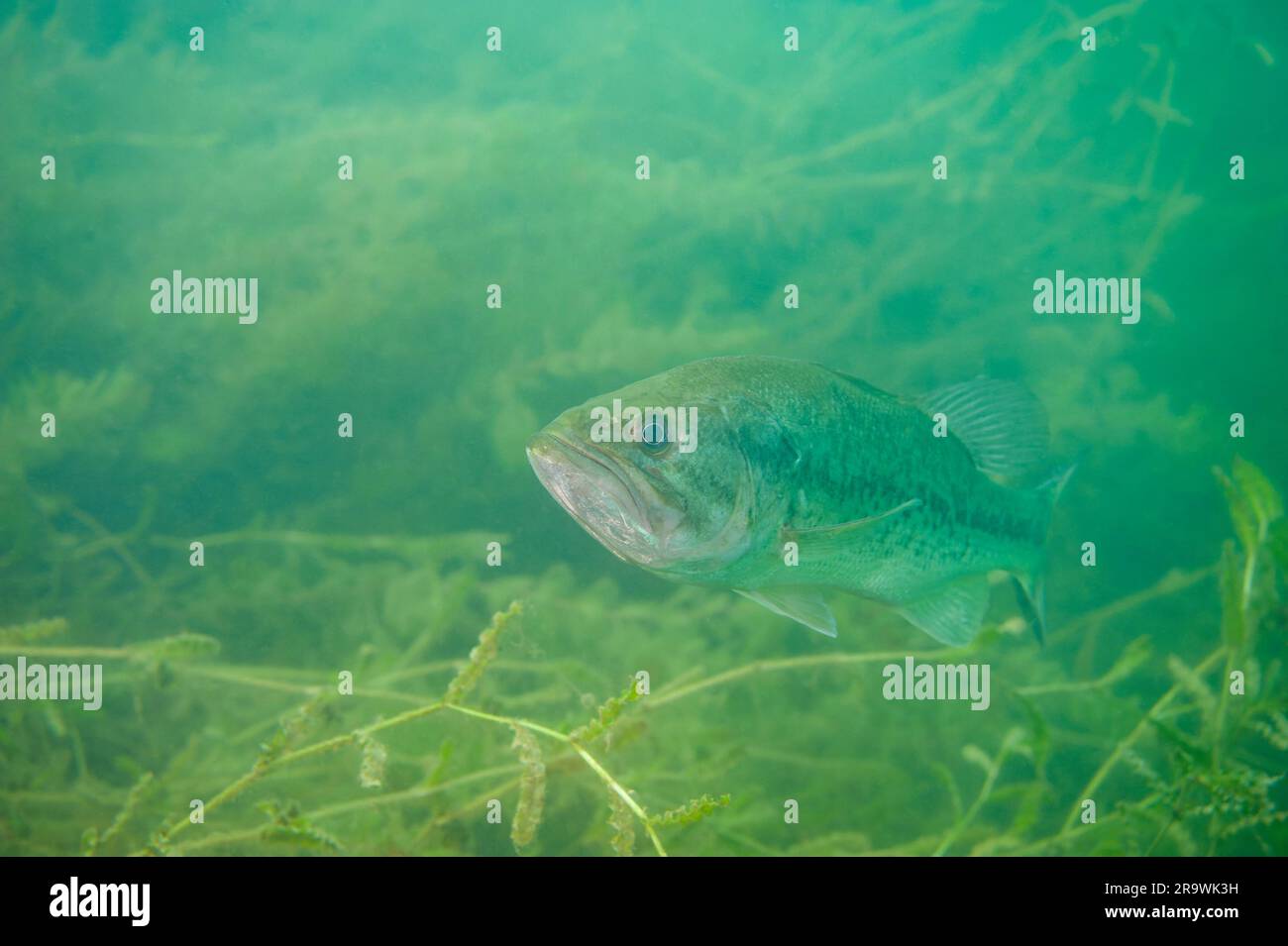Largemouth bass swimming in a Michigan inland lake Stock Photo - Alamy