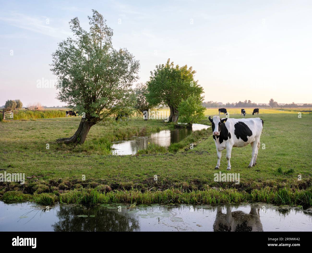 lots of willow trees and spotted black and white cows in holland ...
