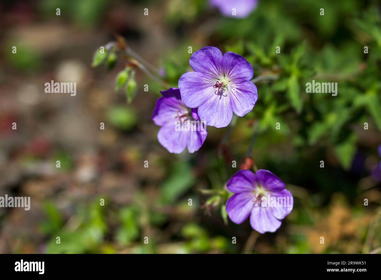 Geranium magnificum, purple cranesbill, is species of plant in genus ...