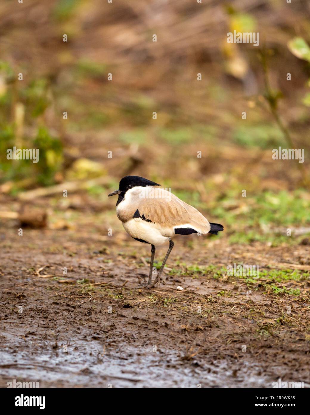Sedentary species hi-res stock photography and images - Alamy