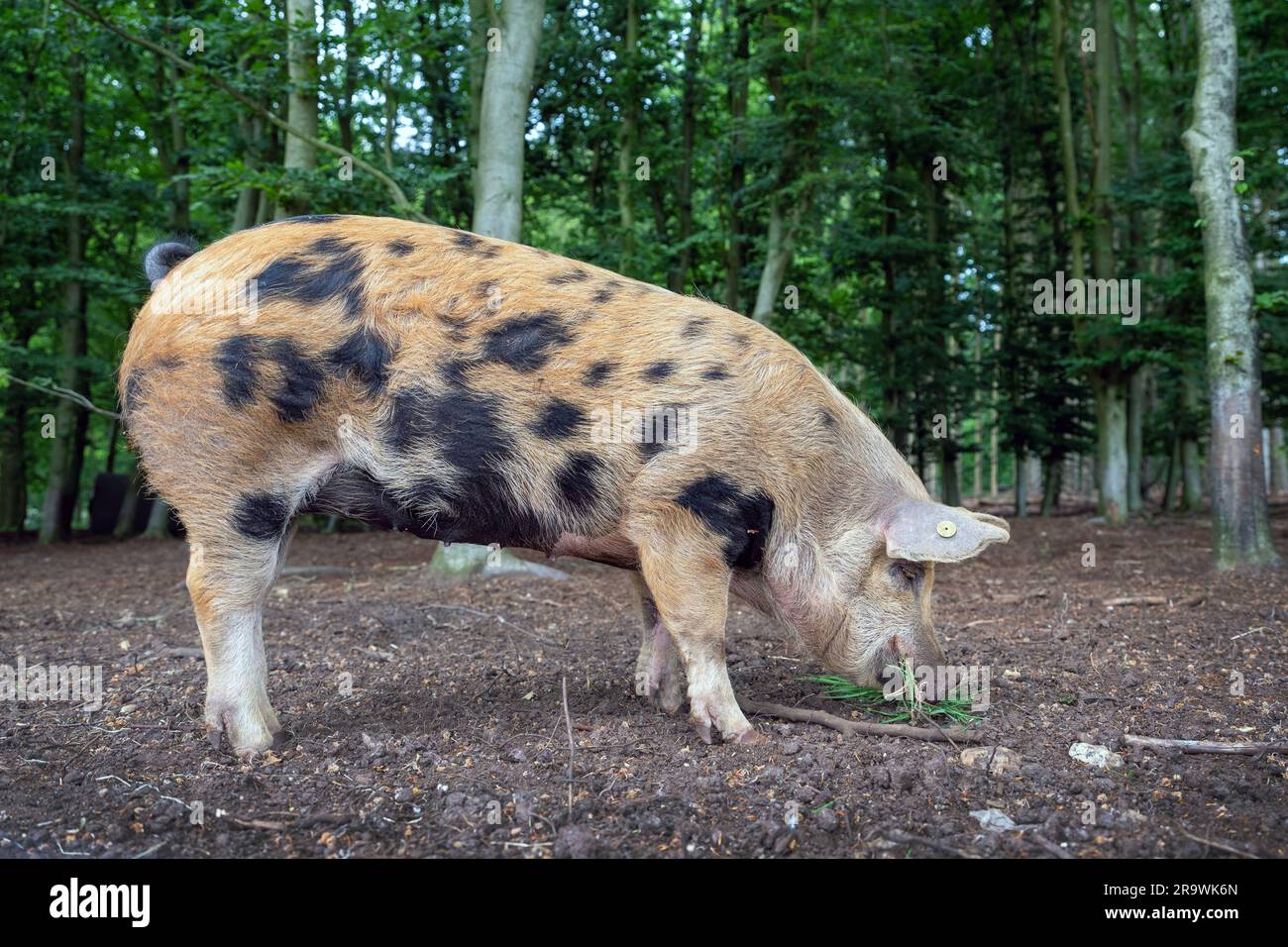 Pigs in dutch forest hi-res stock photography and images - Alamy