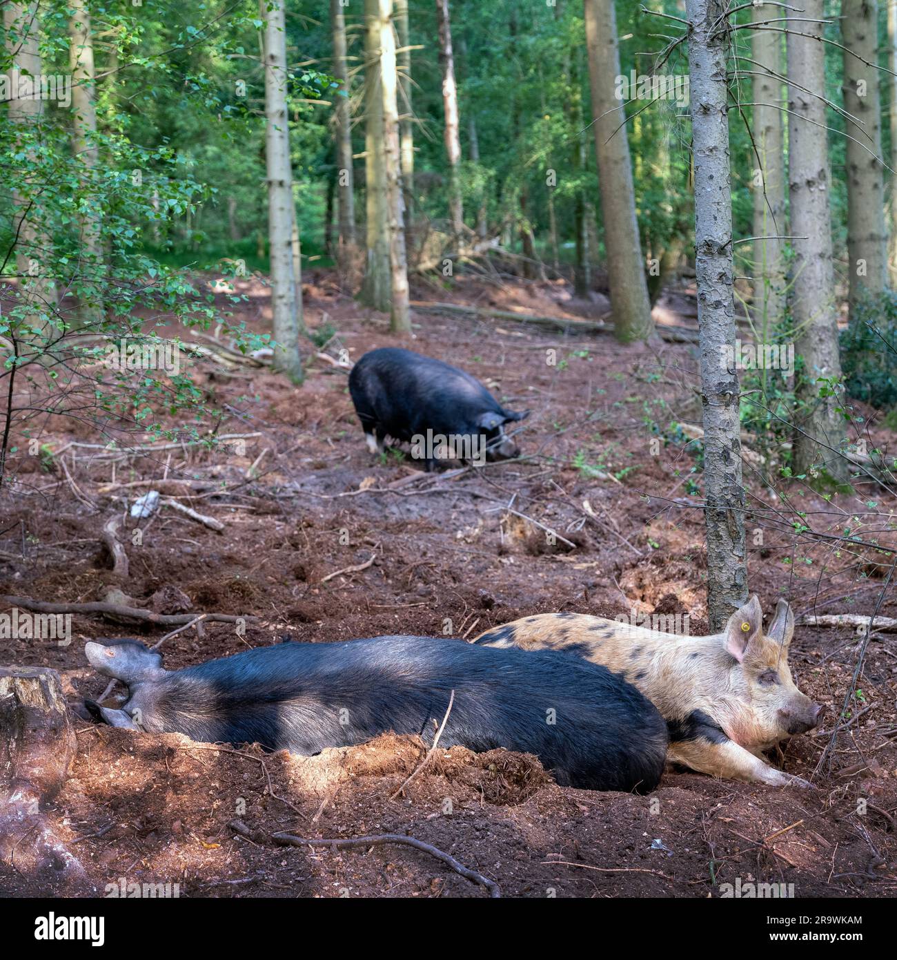pigs in dutch forest for organic pork in restaurants Stock Photo - Alamy