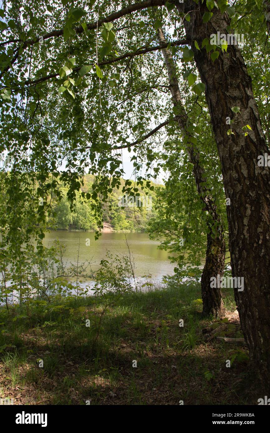 Sunlight green leaf blue sky birch tree hi-res stock photography and ...