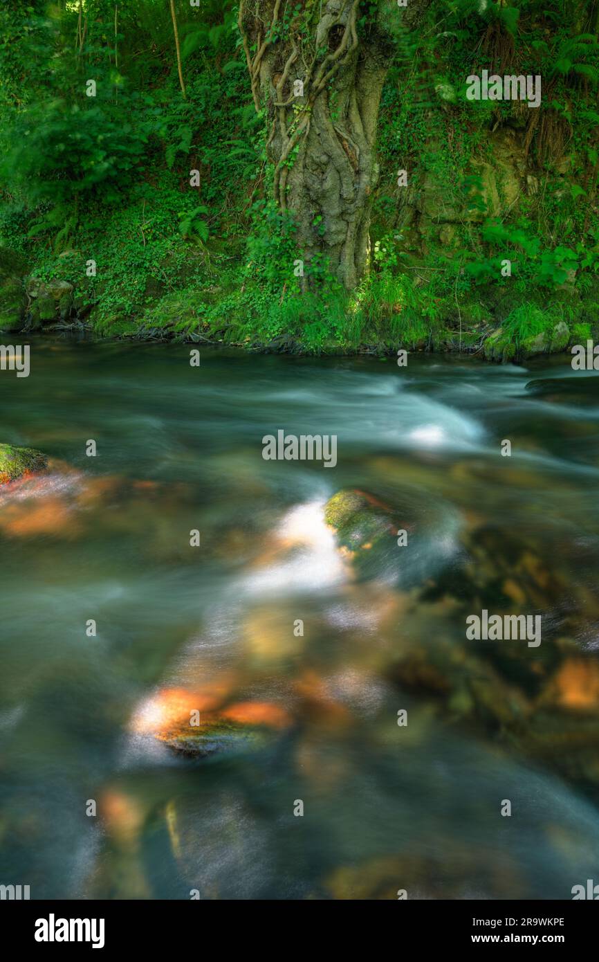 An old oak tree covered with thick ivy on the bank of a river in Courel ...
