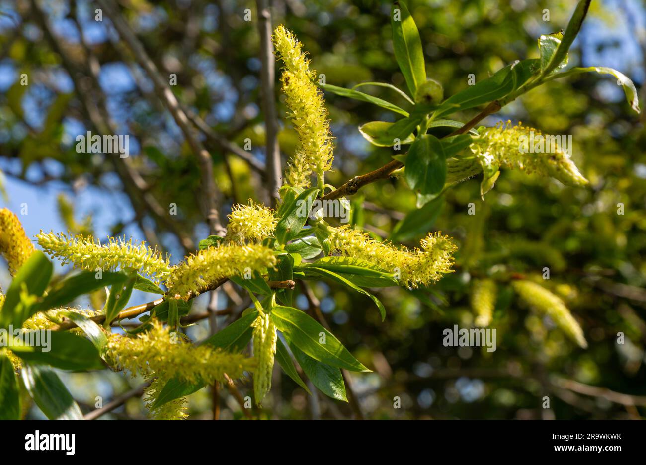 White willow Salix alba male catkins growing on tree, Suffolk, England ...