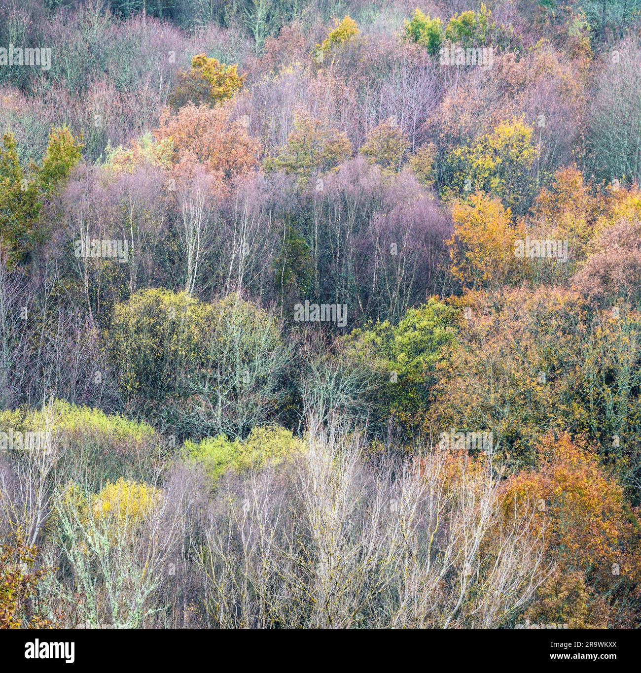 Colorful autumn scene in native deciduous forests in Courel Mountains ...