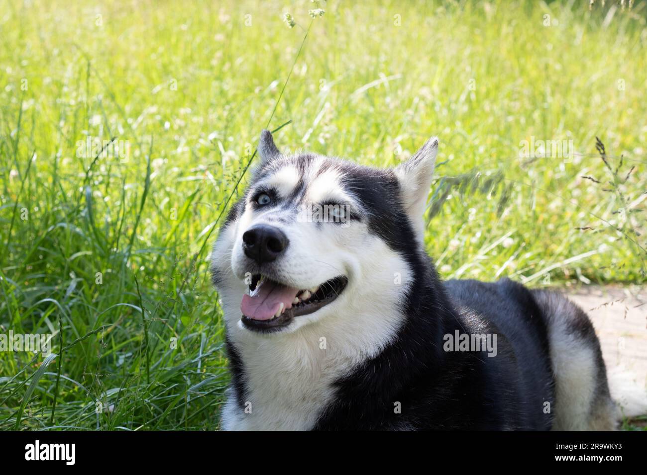 Husky dog eyes siberian close hi-res stock photography and images - Alamy