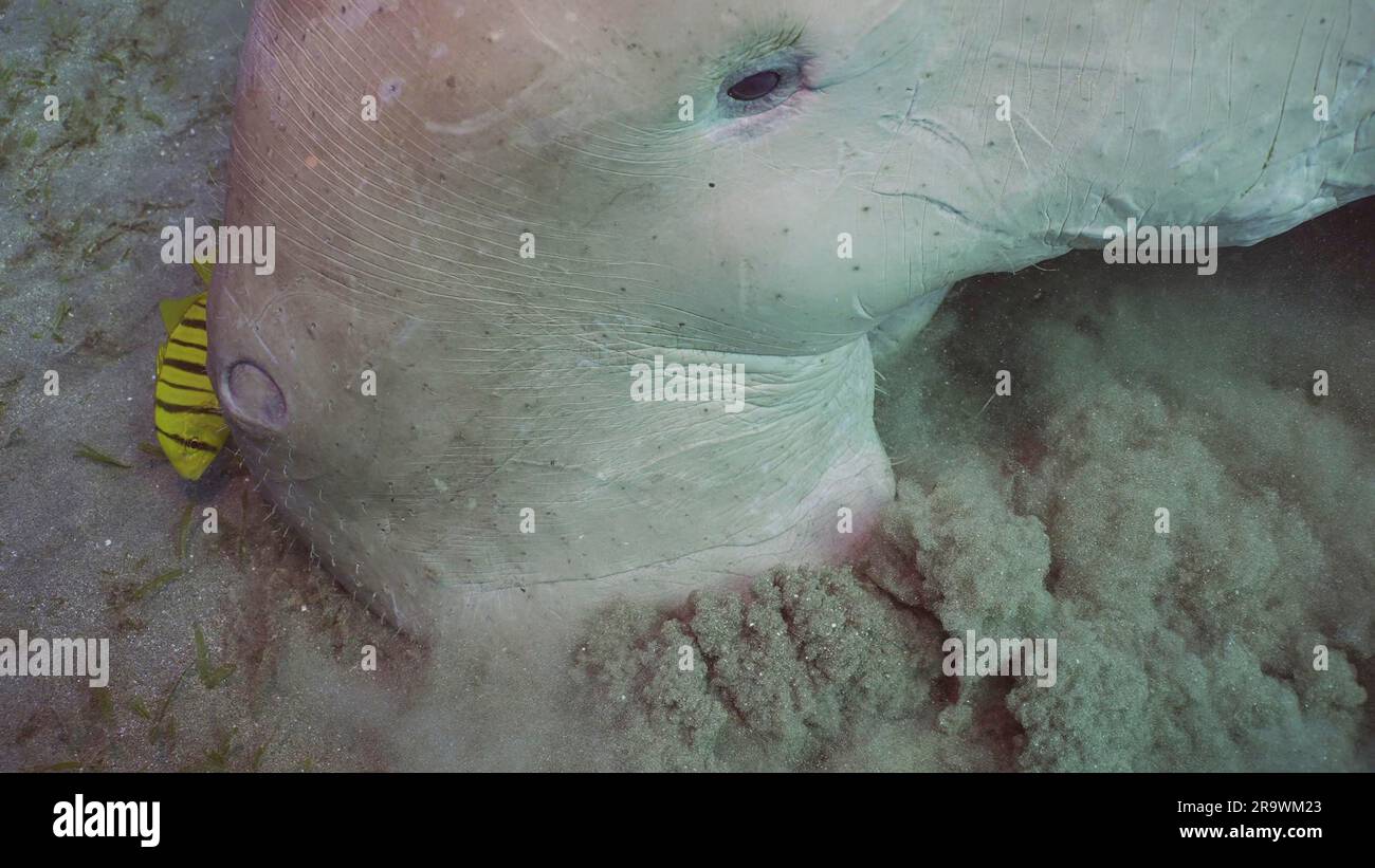 Top view of Dugong or Sea Cow (Dugong dugon) accompanied by school of ...