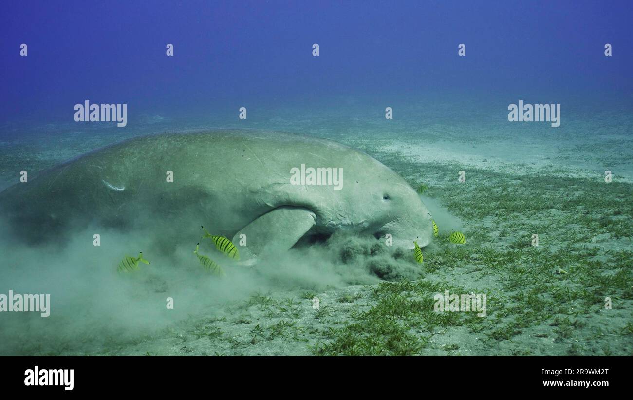 Sea Cow (Dugong dugon) eating algae on seagrass meadow. Dugong ...
