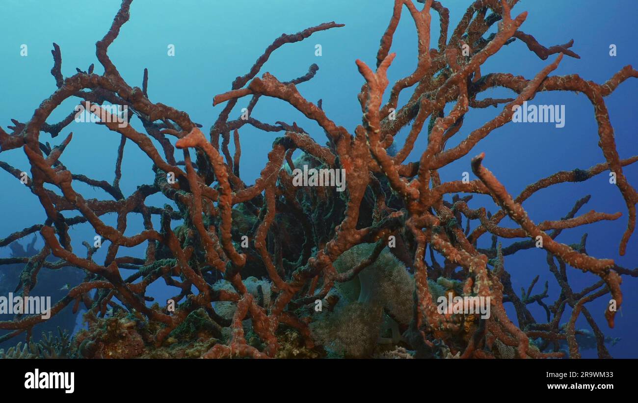 Coral reef covereg with bright Red Sponges. Toxic Finger-Sponge ...