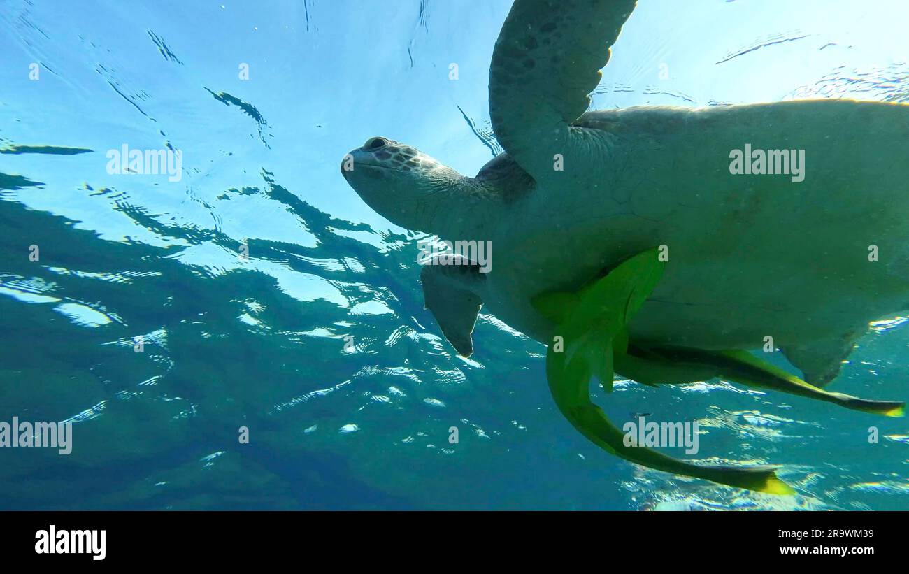 Bottom view sea turtle resting hi-res stock photography and images - Alamy