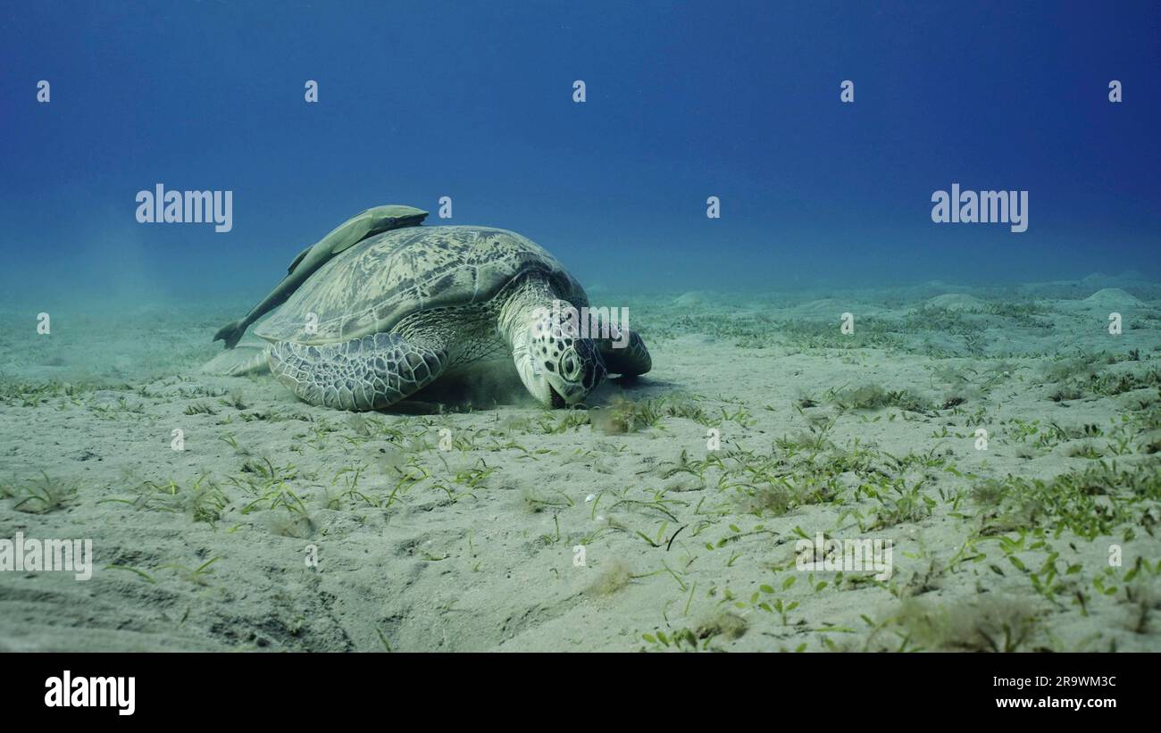Sea turtle grazing on the seaseabed, slow motion. Great Green Sea ...