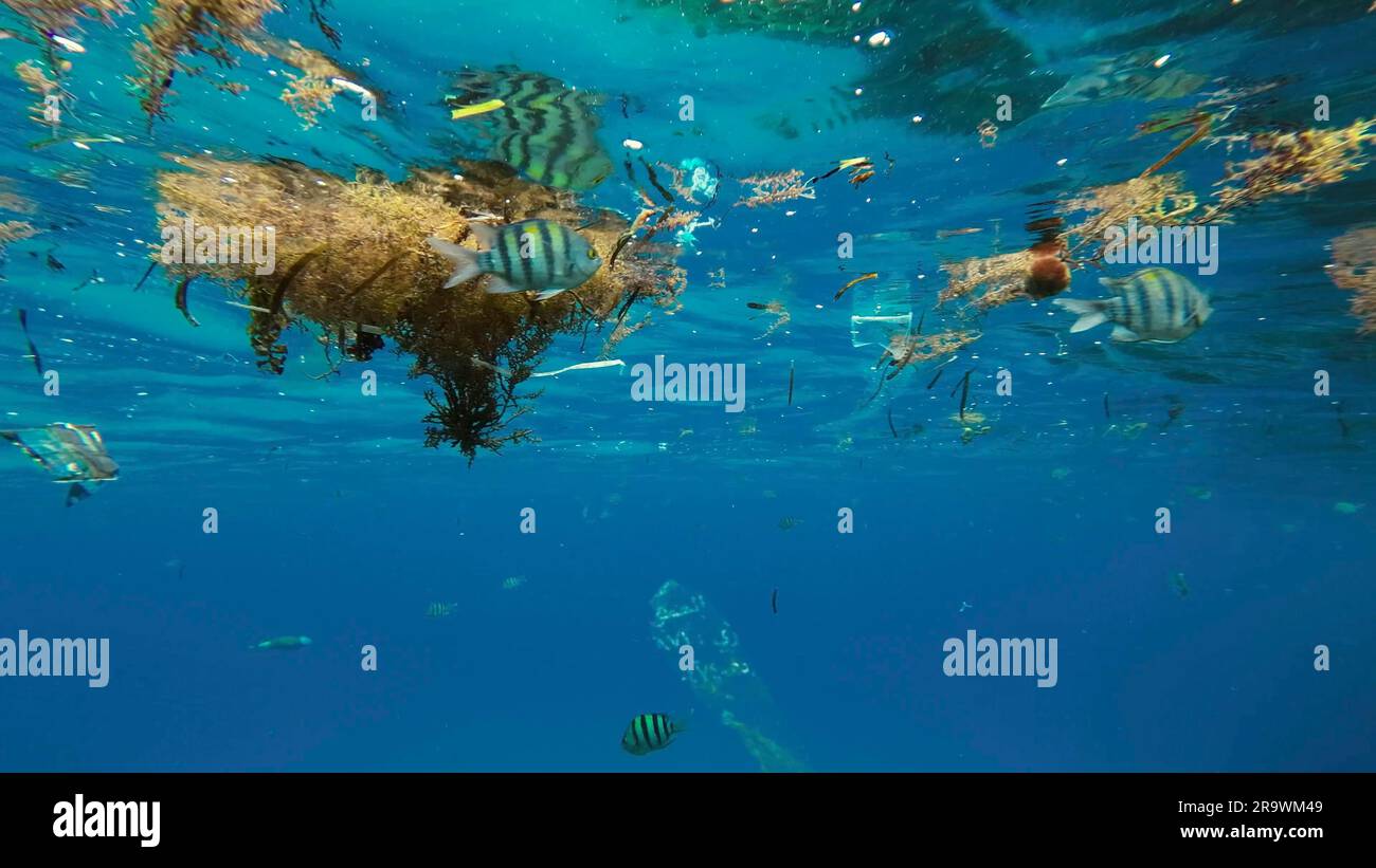 Plastic debris drifts along with scraps of algae on surface of water ...