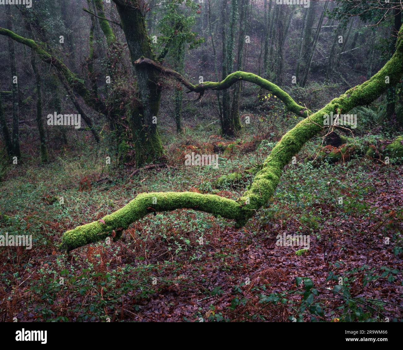 Huge moss covered branches cross the space in the ancient oak groves ...