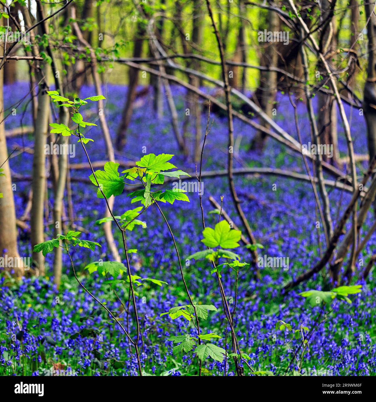 Leaf shoots in mixed deciduous forest, common bluebell (Hyacinthoides ...
