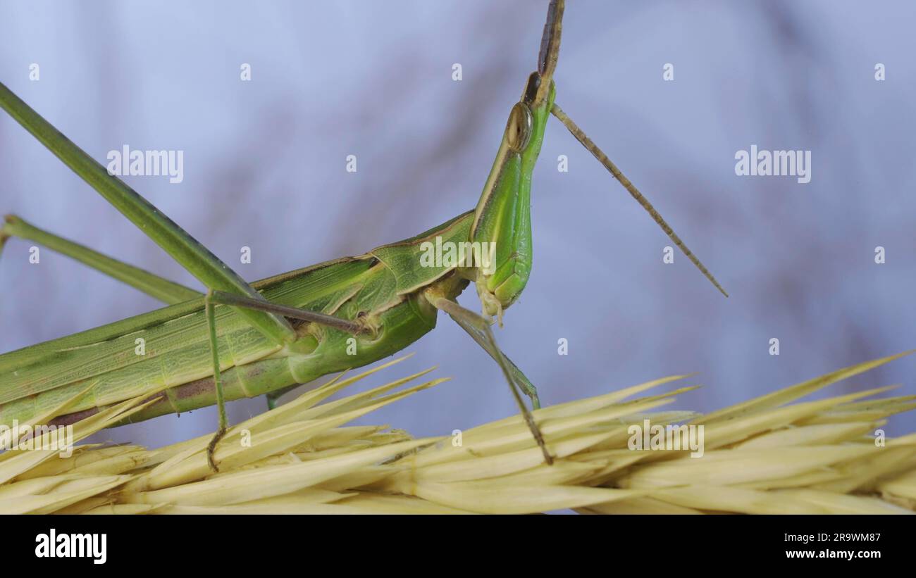 Close-up of an active Giant green slant-face grasshopper Acrida on ...