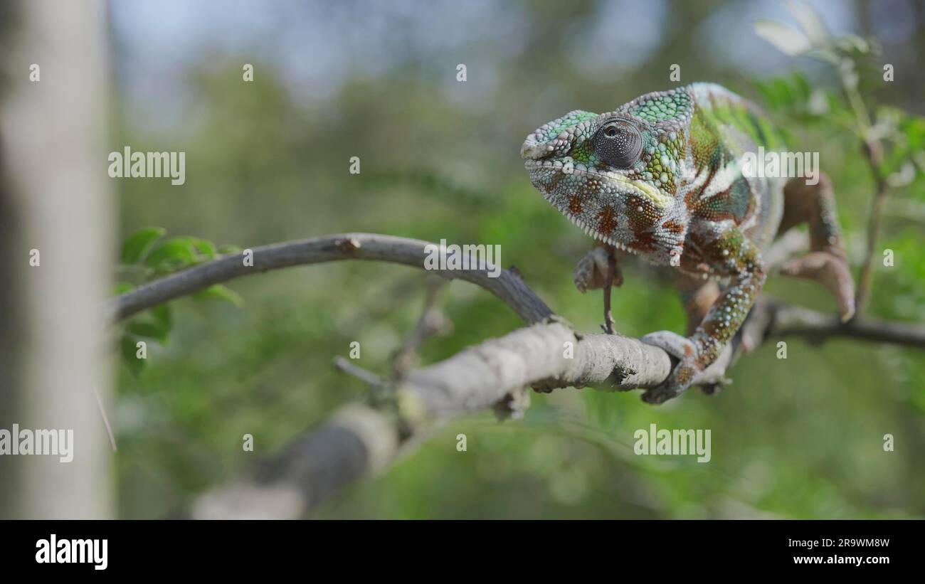 Green chameleon walks along branch and looksat around on bright sunny ...