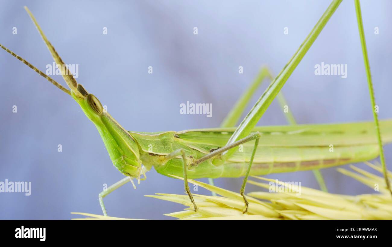 Close-up of an active Giant green slant-face grasshopper Acrida on ...