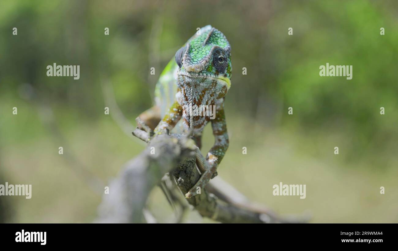 Green chameleon walks along branch and looksat around on bright sunny ...