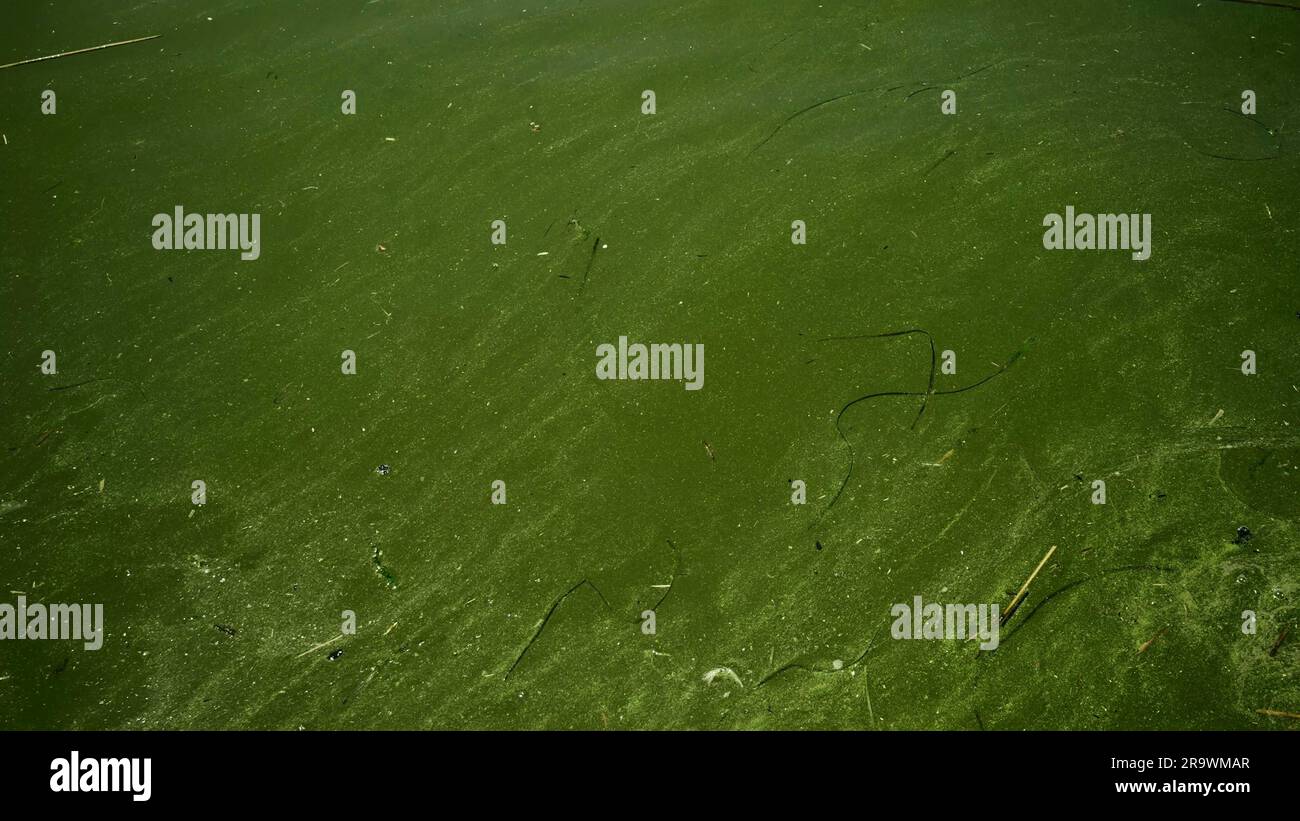 In Black Sea Blue-green algae blooms, water in Odessa has become ...