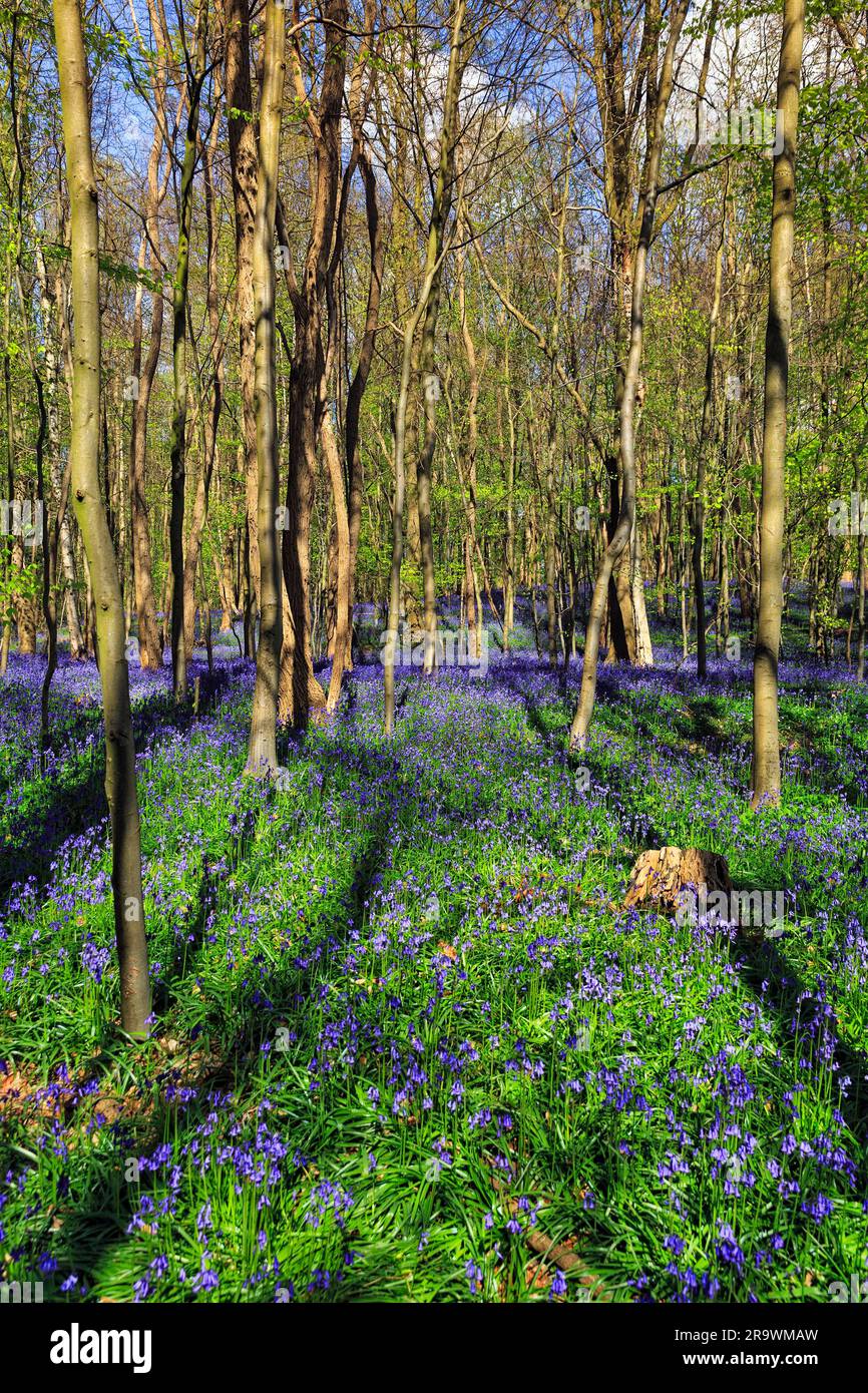 Common bluebell (Hyacinthoides non-scripta), blue flowers on forest ...