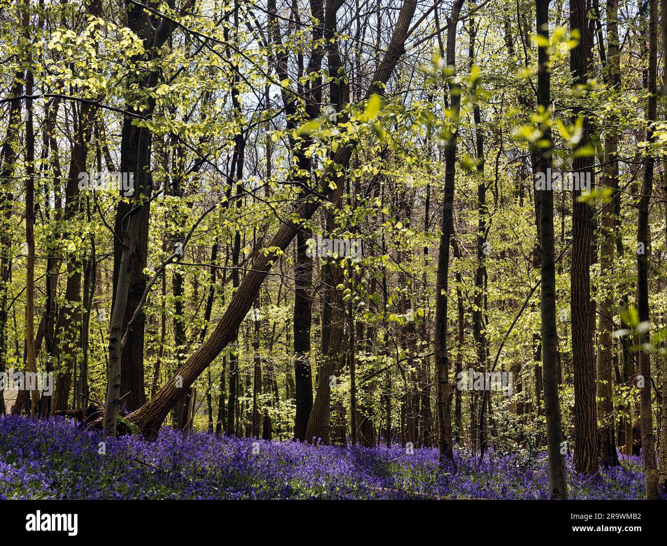 Common bluebell (Hyacinthoides non-scripta), blue flowers on forest ...