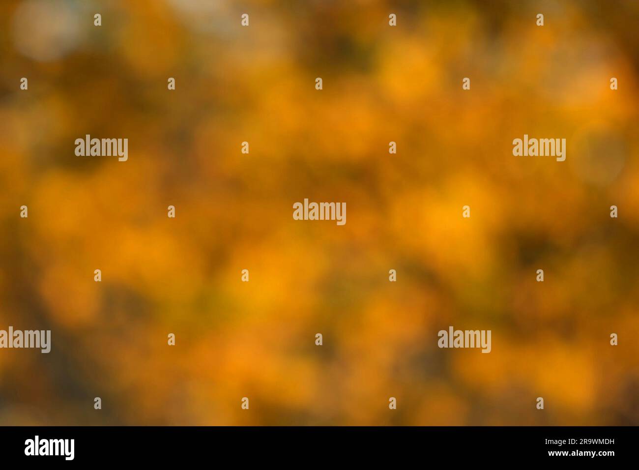 Fall blurred background. Out of focus natural bokeh backdrop. Autumn ...