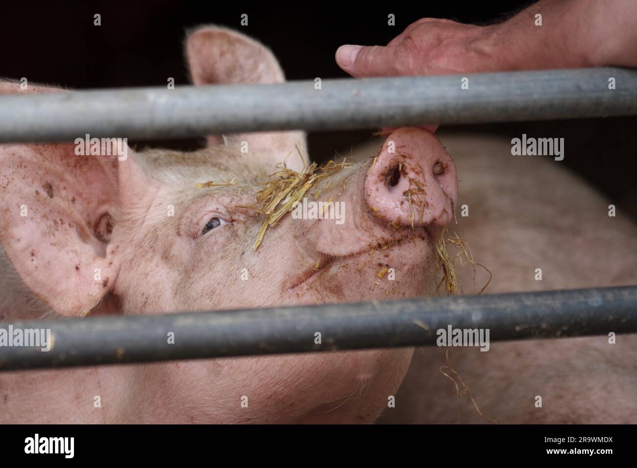 Portrait, domestic pig (Sus scrofa domesticus), pig, cattle, nose ...