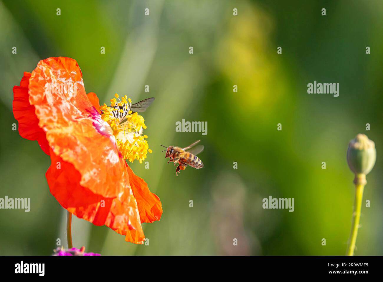 Marginal strips hi-res stock photography and images - Alamy