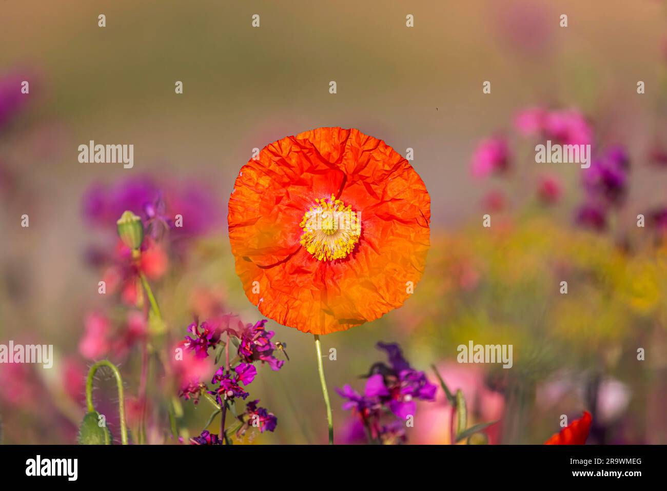Flowering marginal strips next to agricultural monocultures, poppy ...