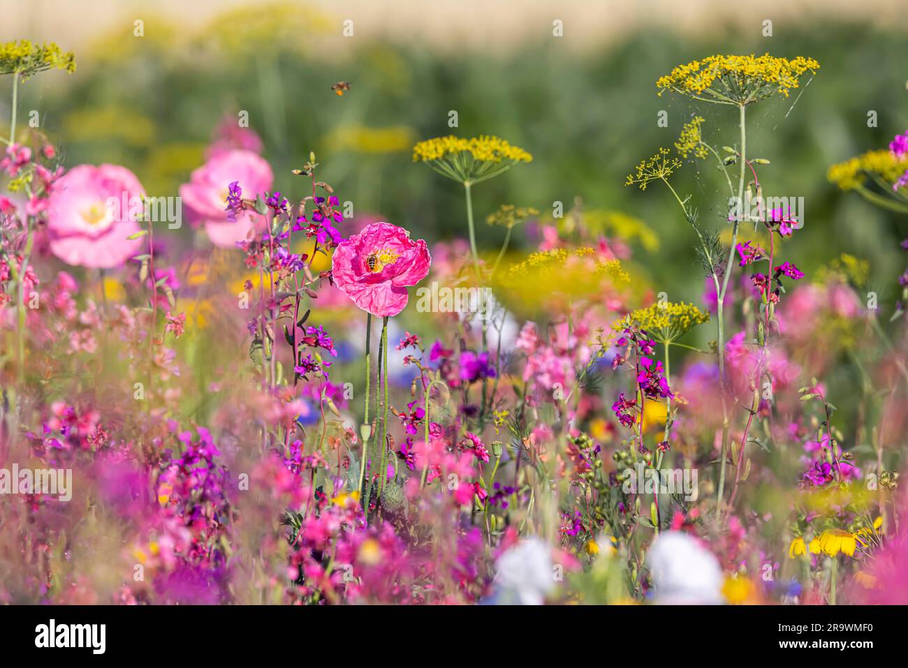Flowering marginal strips next to agricultural monocultures, flower ...