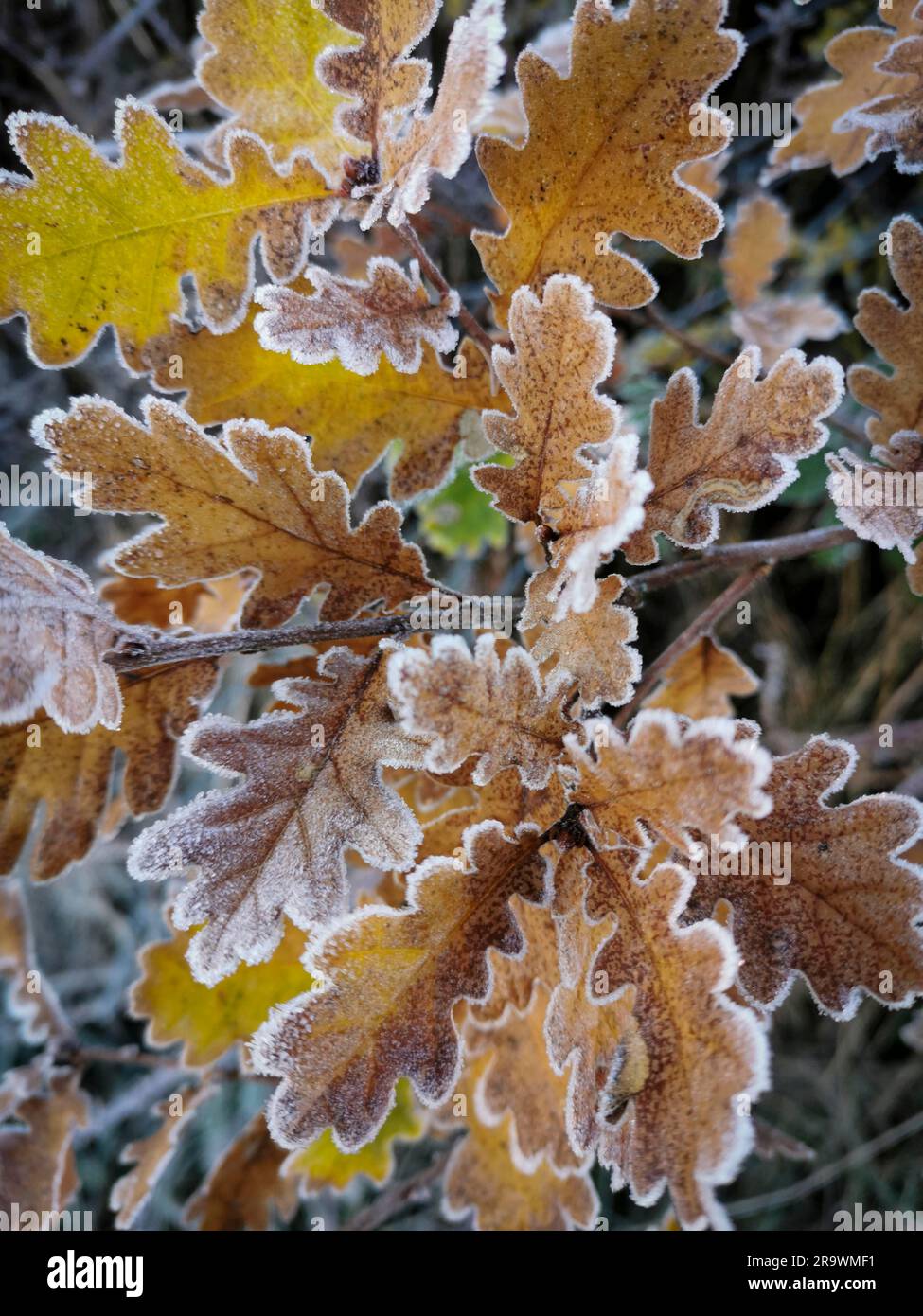 Frozen oak leaves hi-res stock photography and images - Alamy