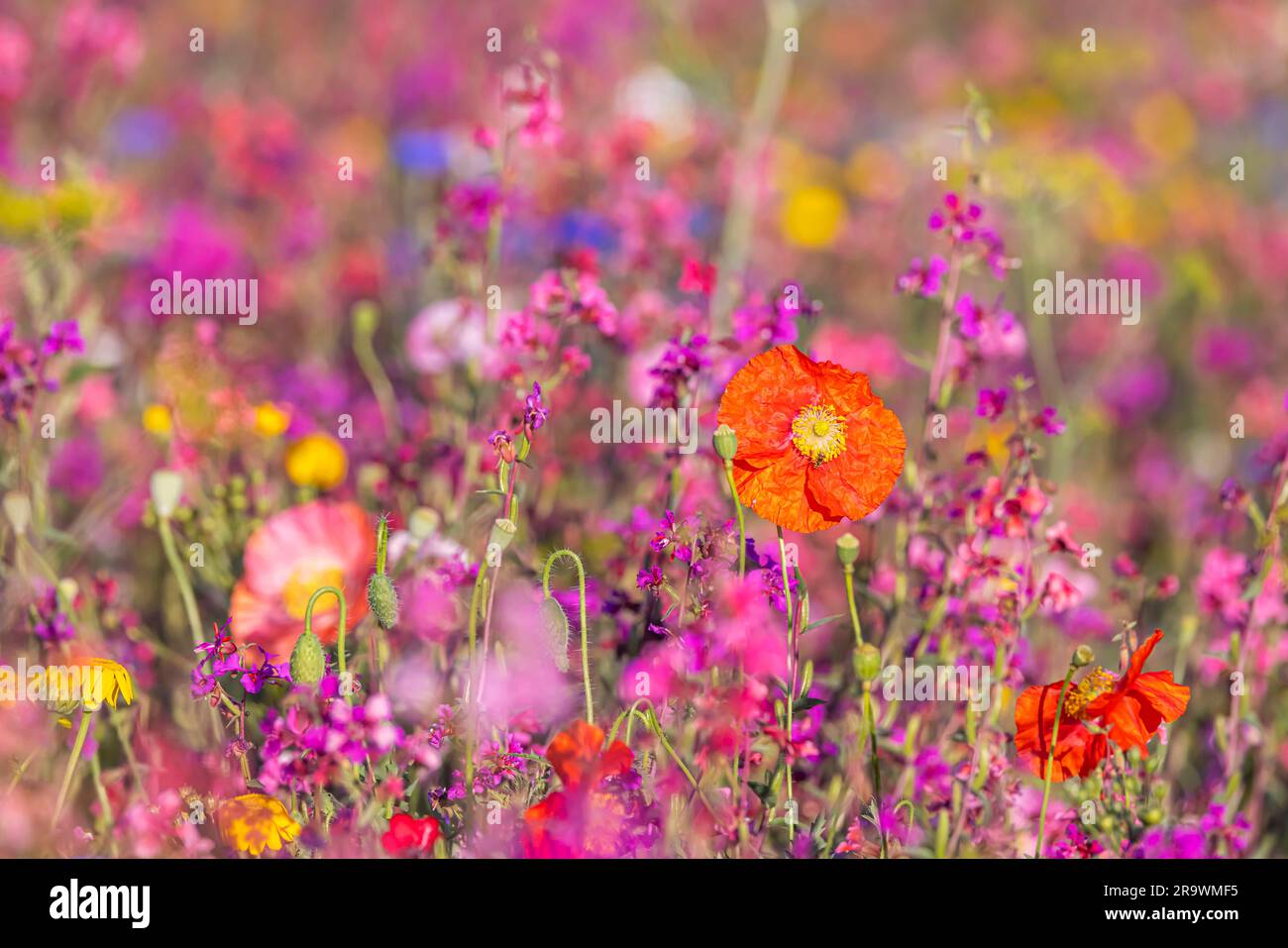 Flowering marginal strips next to agricultural monocultures, poppy ...