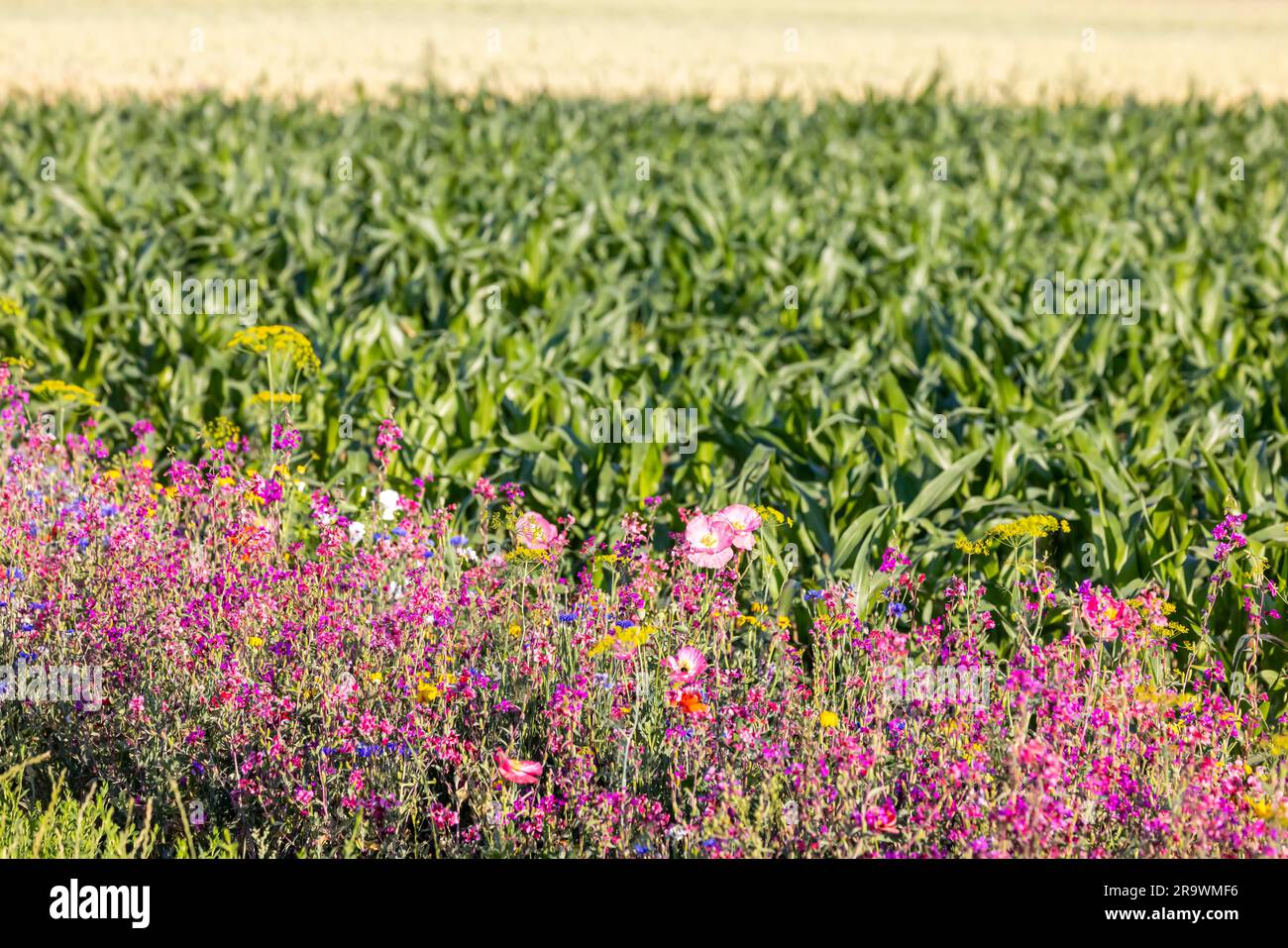 Flowering marginal strips next to agricultural monocultures, flower ...