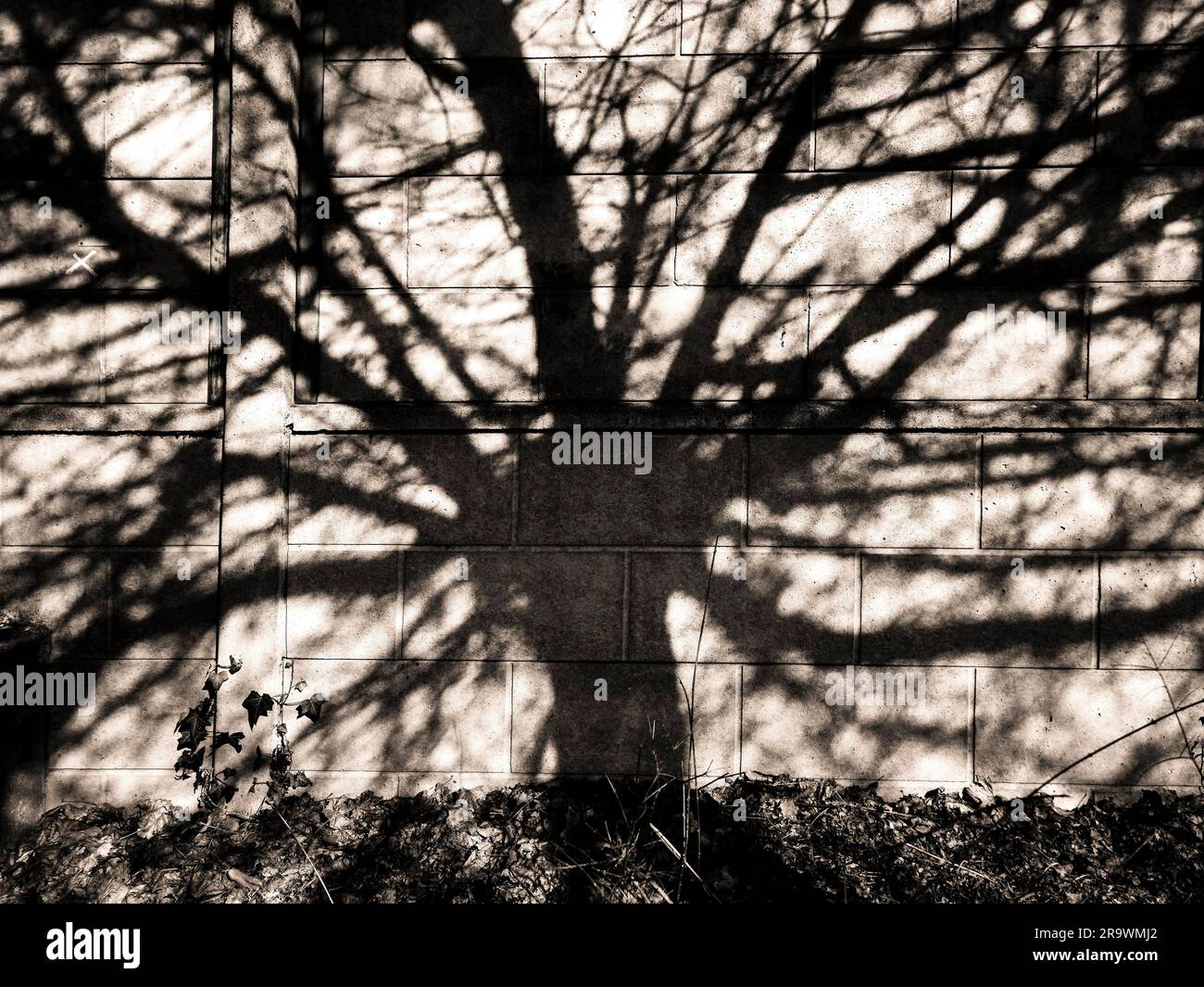 Shadow tree hi-res stock photography and images - Alamy