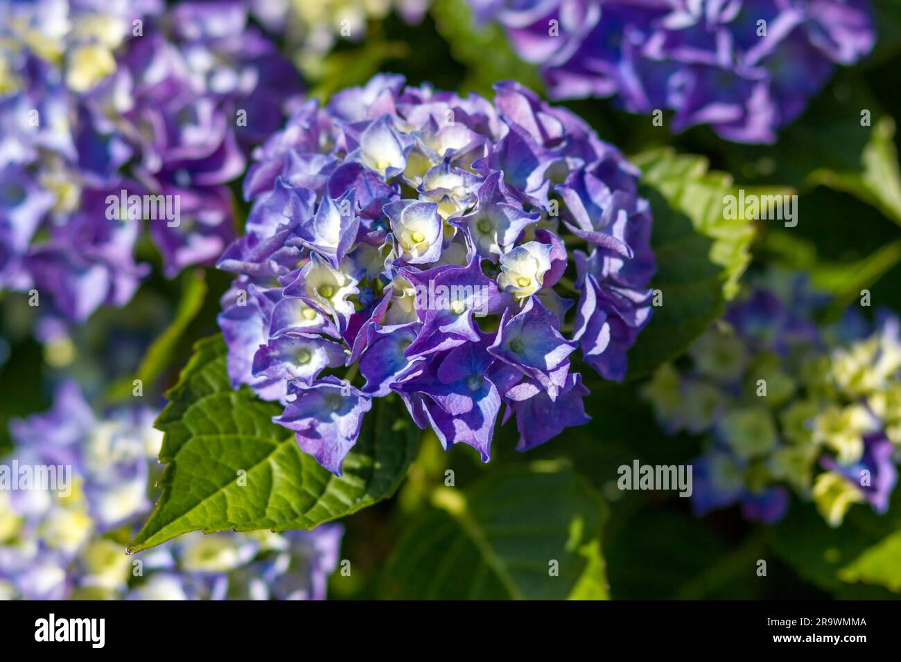 Macro image, blue hydrangea flower background Stock Photo - Alamy