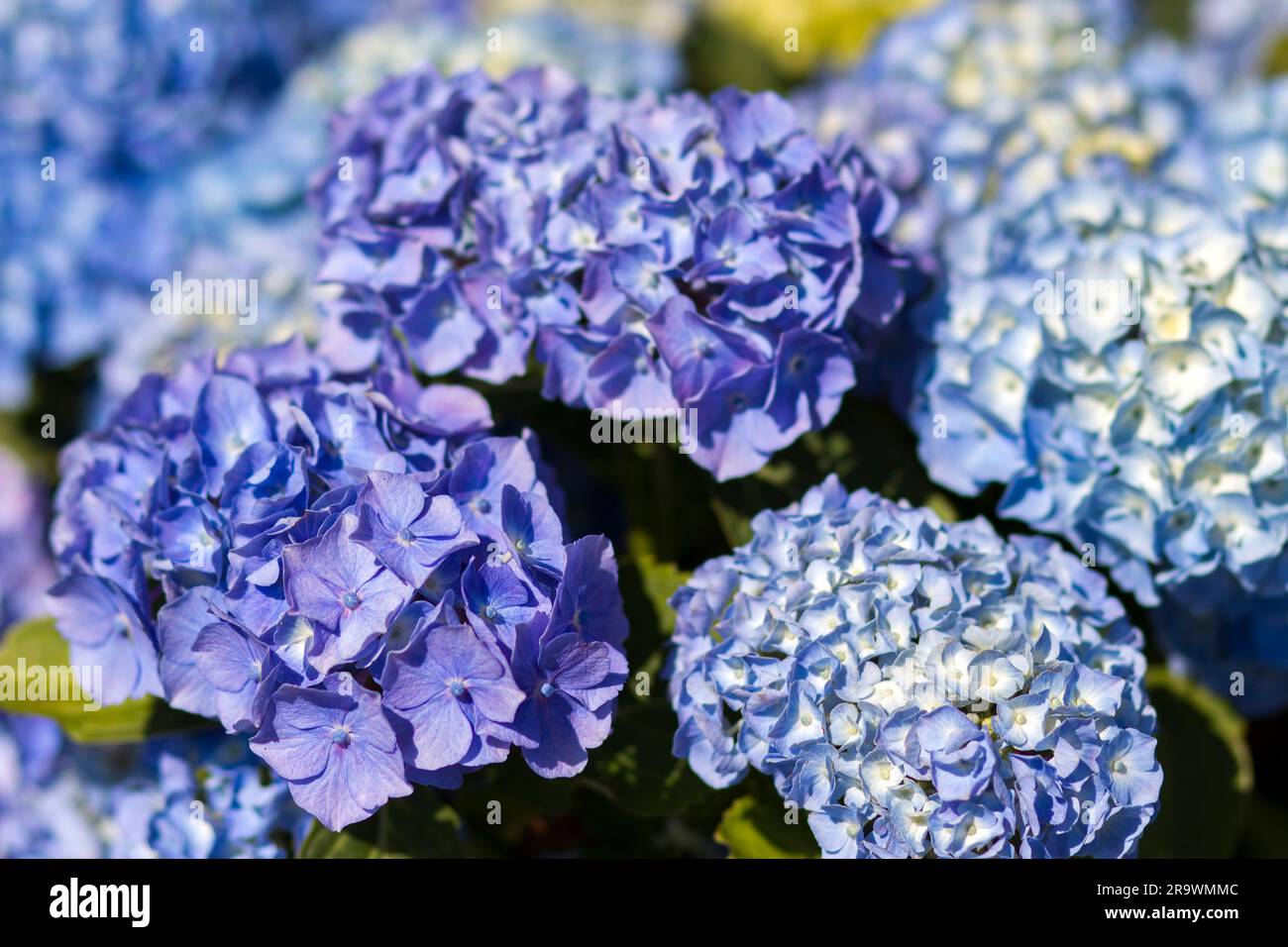 Macro image, blue hydrangea flower background Stock Photo - Alamy