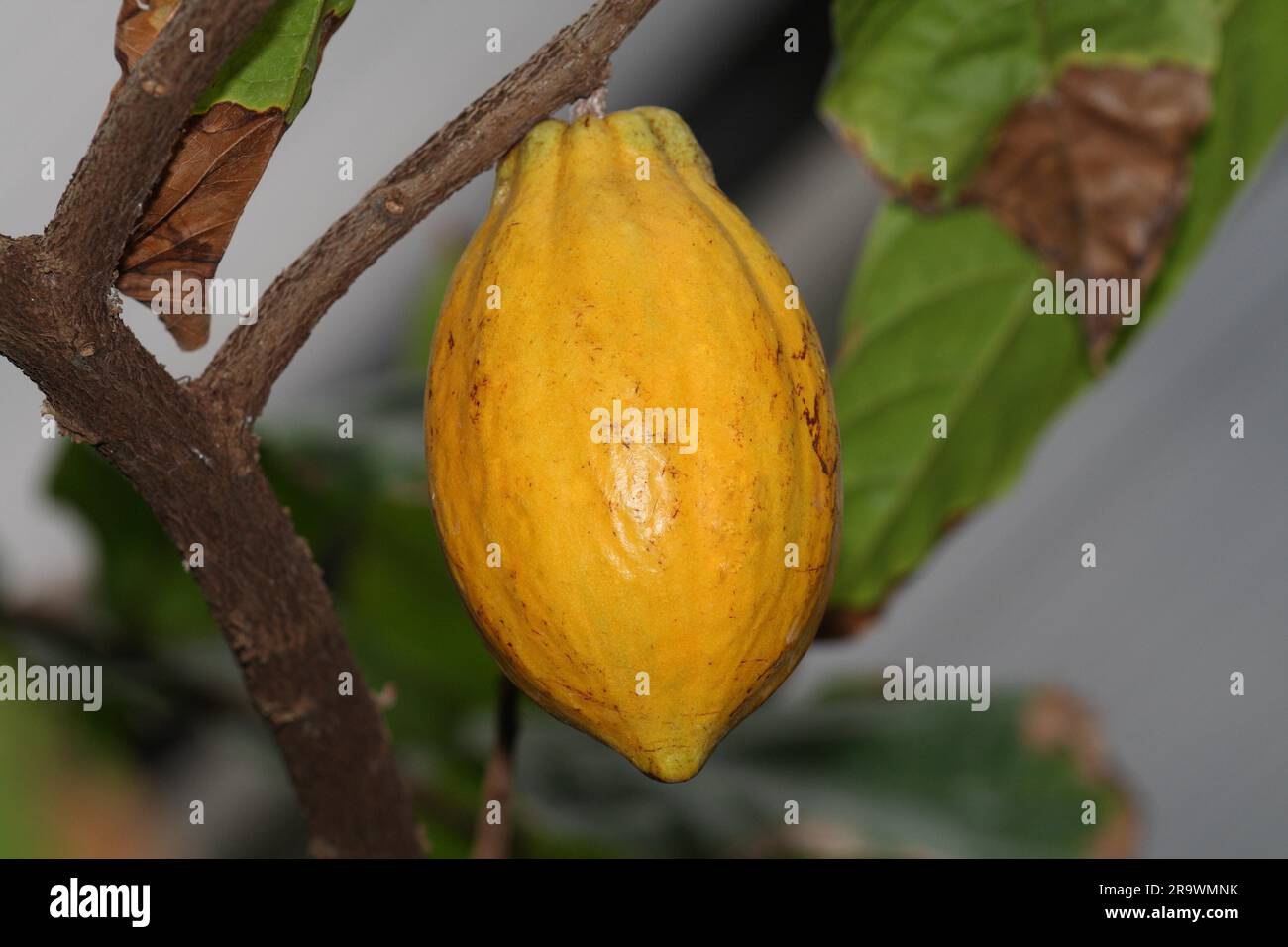 Cocoa nature hi-res stock photography and images - Alamy