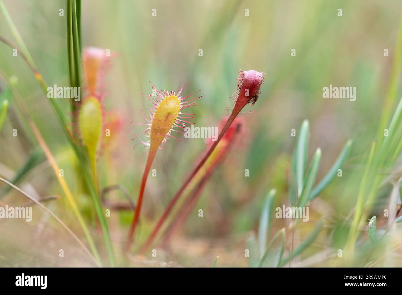 English sundew (Drosera anglica), with prey in soft light on a bog ...