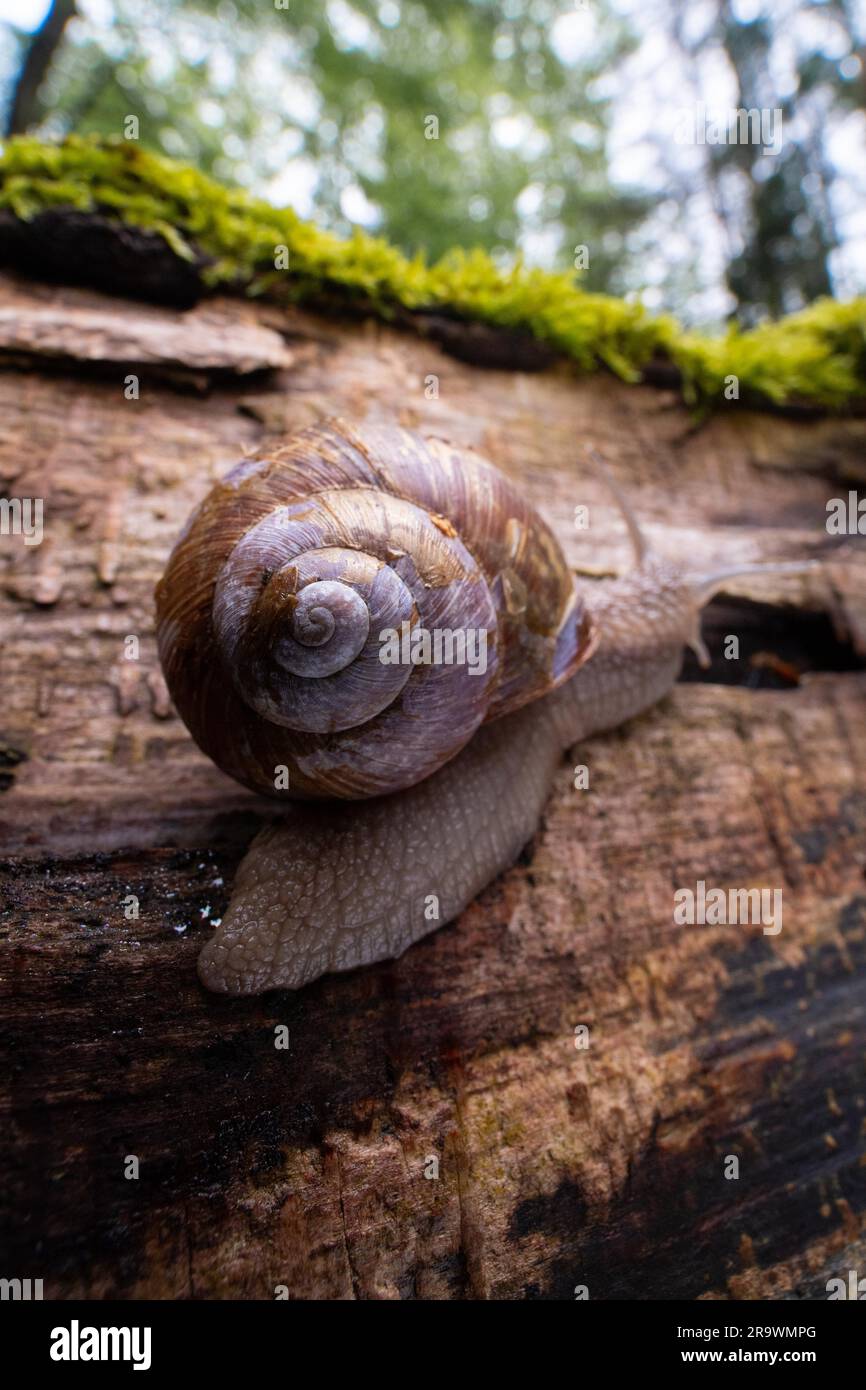 Dead land snail hi-res stock photography and images - Alamy