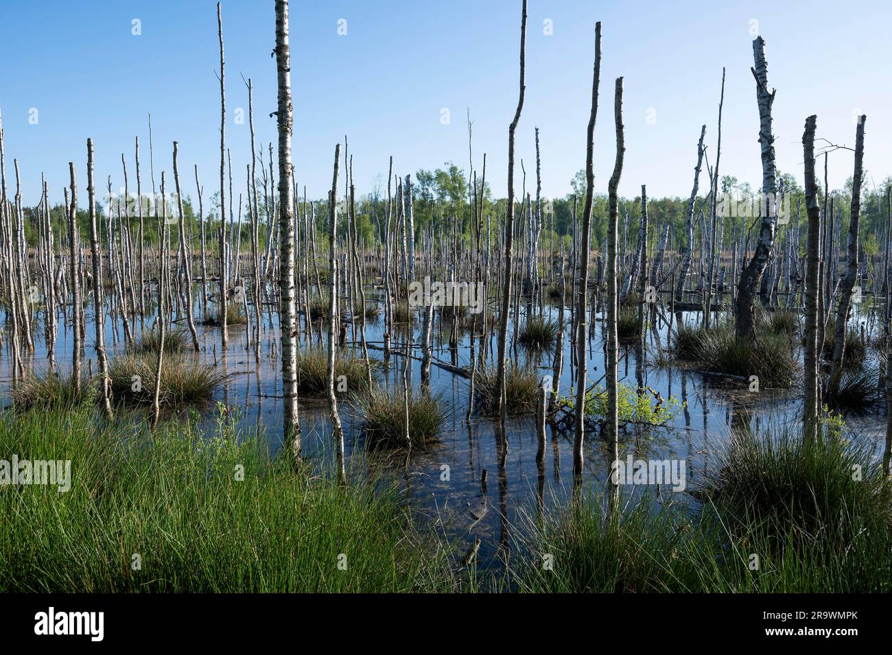Moor, dead birch trees (Betula) in the water, blue sky, rewetting, moor ...