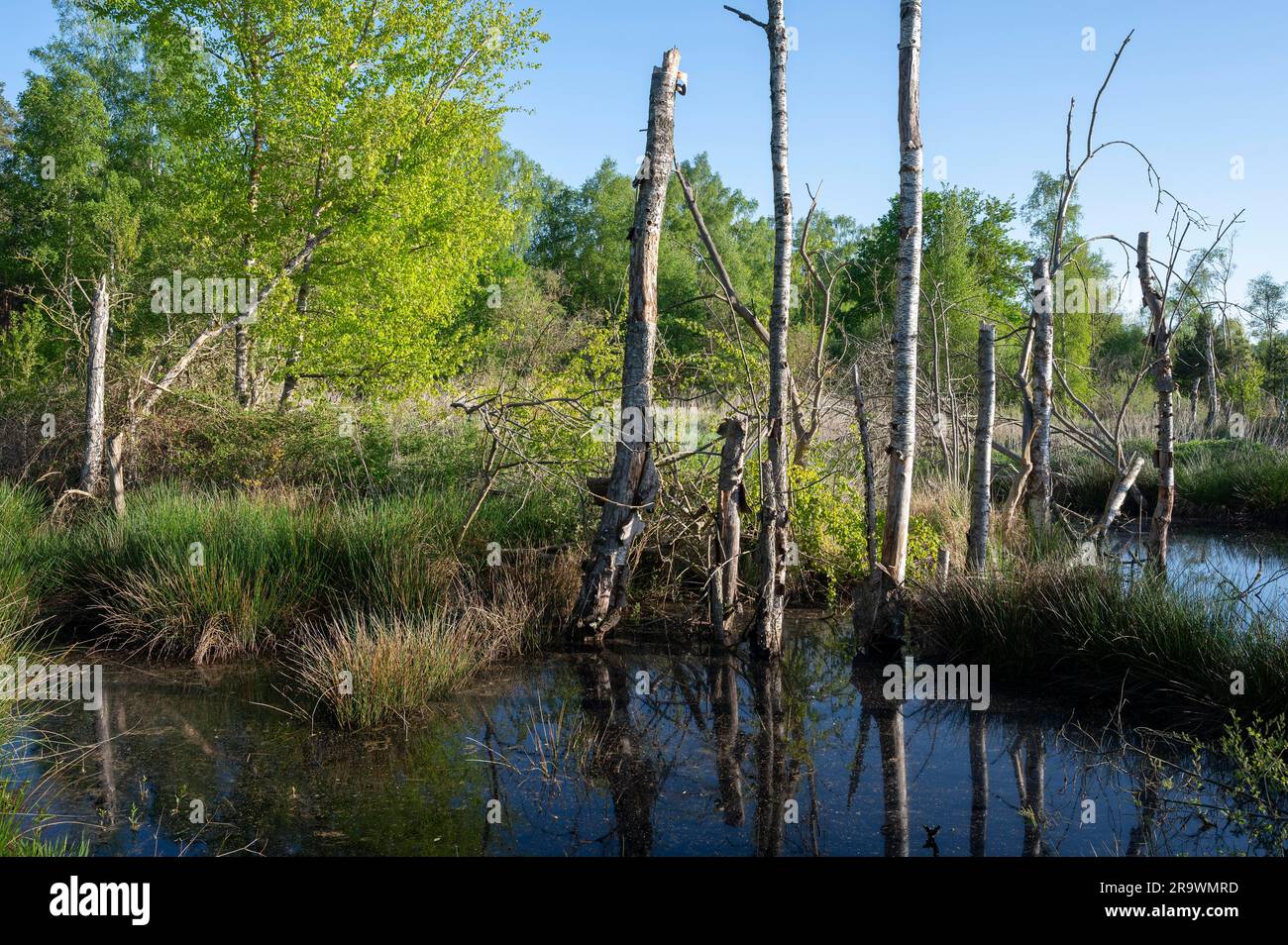 Moor, dead birch trees (Betula) in the water, blue sky, rewetting, moor ...