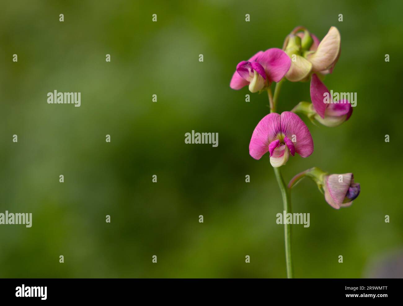 Flat pea lathyrus sylvestris hi-res stock photography and images - Alamy