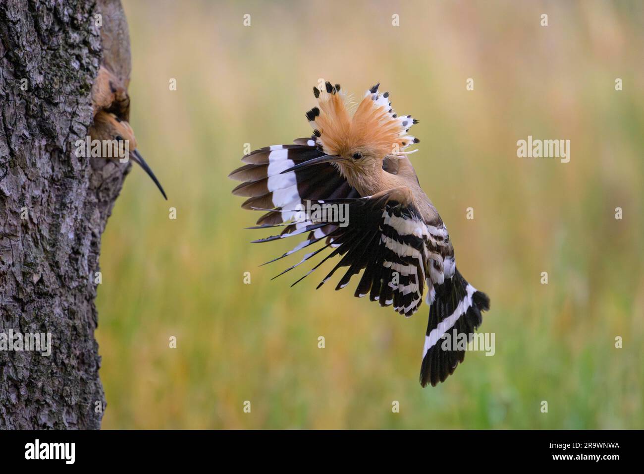 Hoopoe (Upupa epops) with raised bonnet approaching the breeding cavity ...