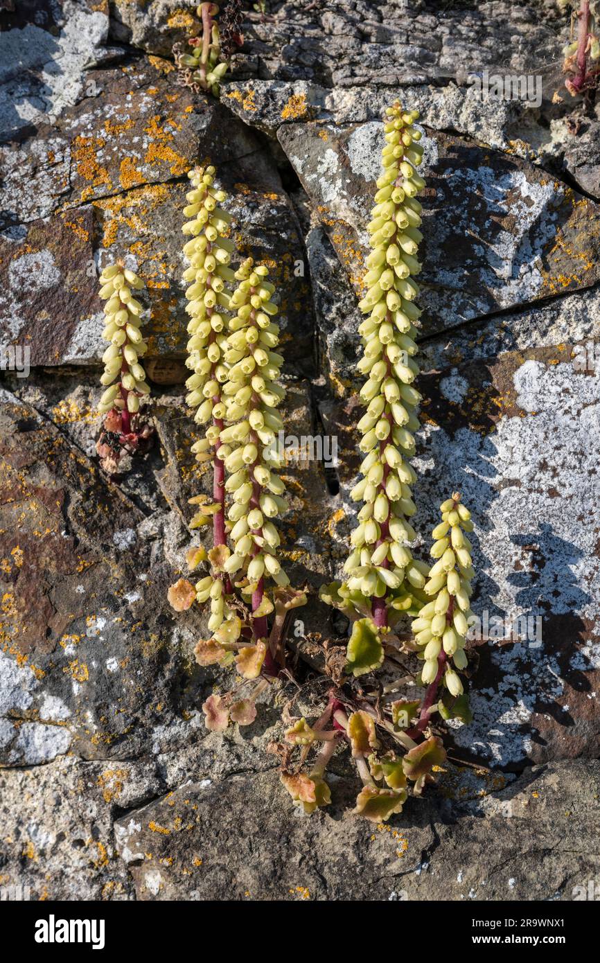 Penny-pies (Umbilicus rupestris) growing on a natural stone wall ...